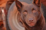 Red Dog – Review – The Mind Reels